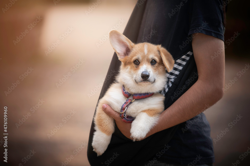 Poster Corgi puppy dog on human's lap – Wall Art | UkPosters