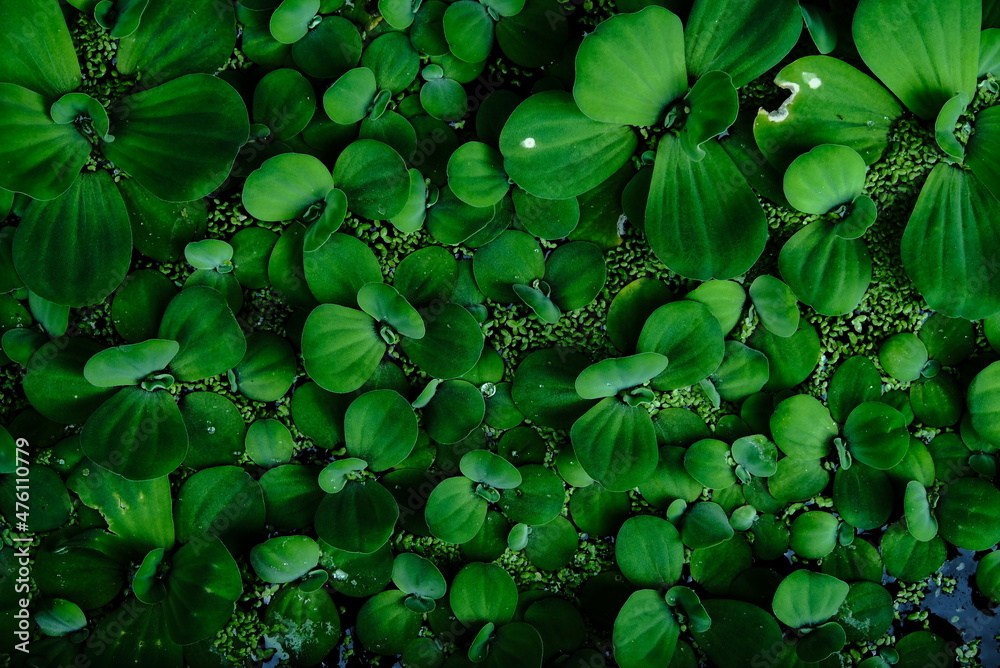Lemna is a free-floating aquatic plant known by the common name ...