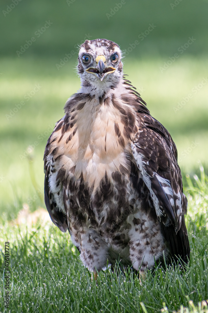 Young Red Tailed Hawk sitting the the ground staring at camera Stock ...
