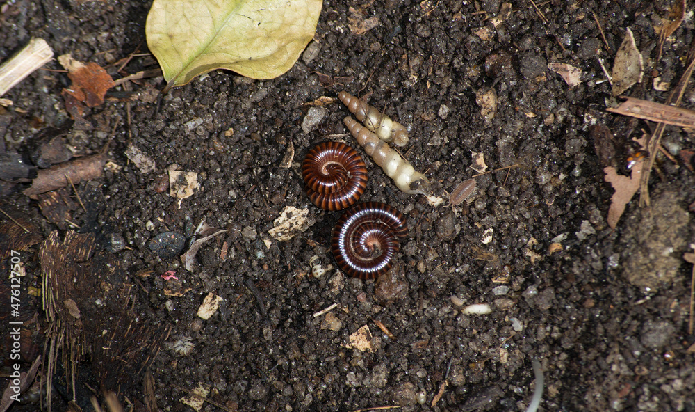 Foto de The diplopods known as gongolos (Diplopoda) and snails (Rumina ...