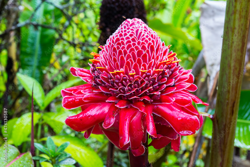 Torch ginger Stock Photo | Adobe Stock