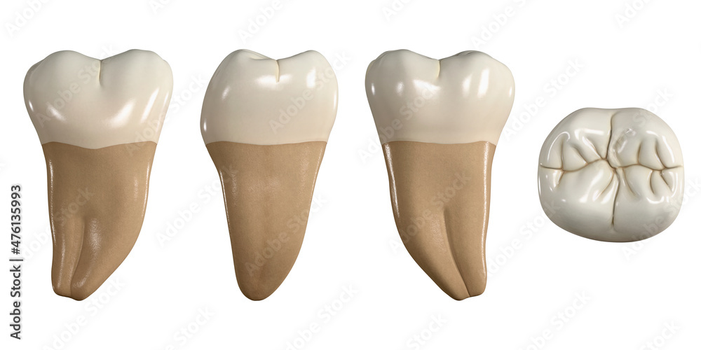 Mandibular Third Molar