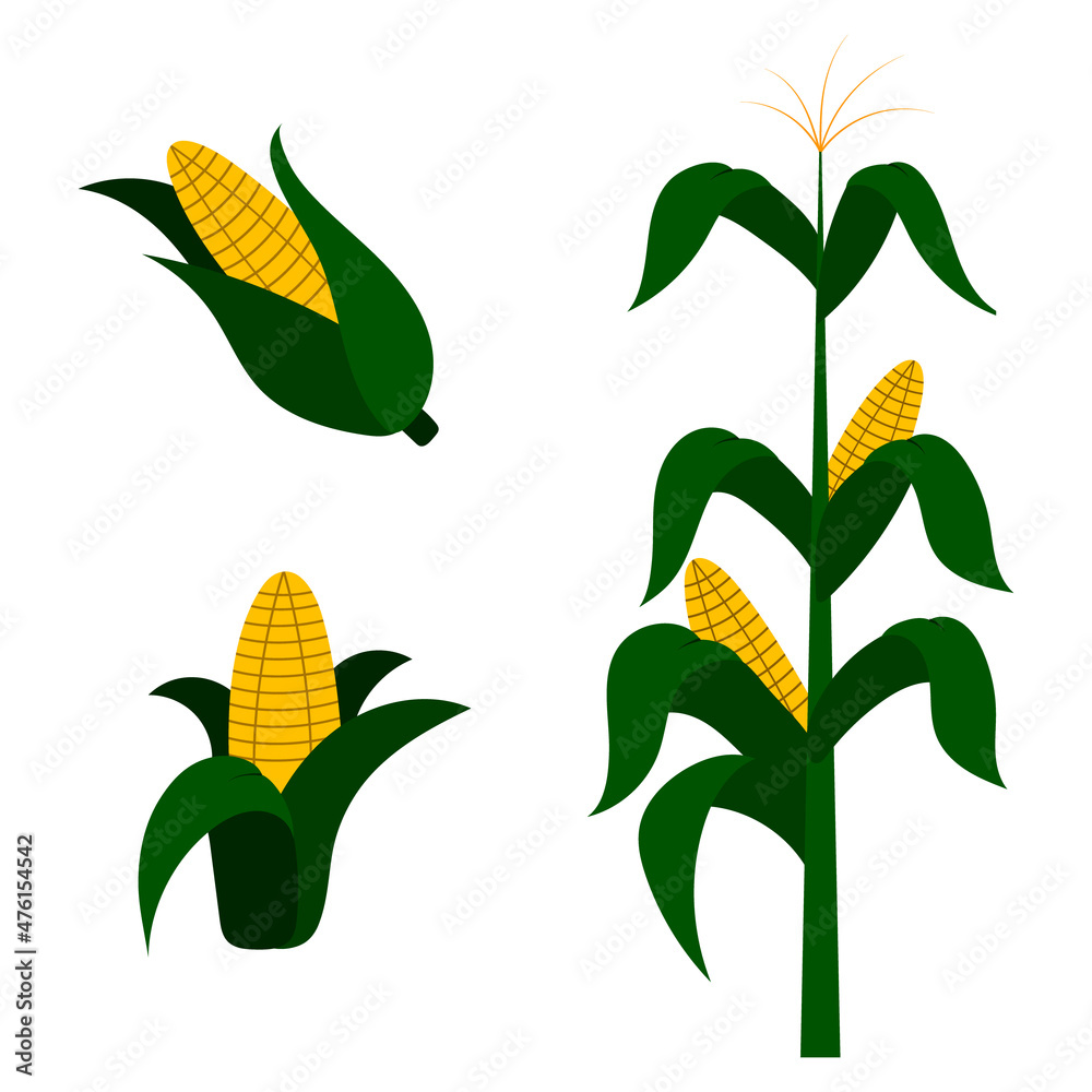 Corn Plant Drawing