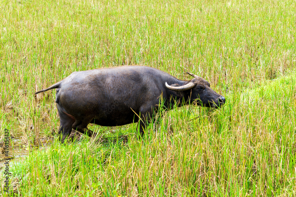 Carabao, a domestic swamp-type water buffalo (Bubalus bubalis) native ...