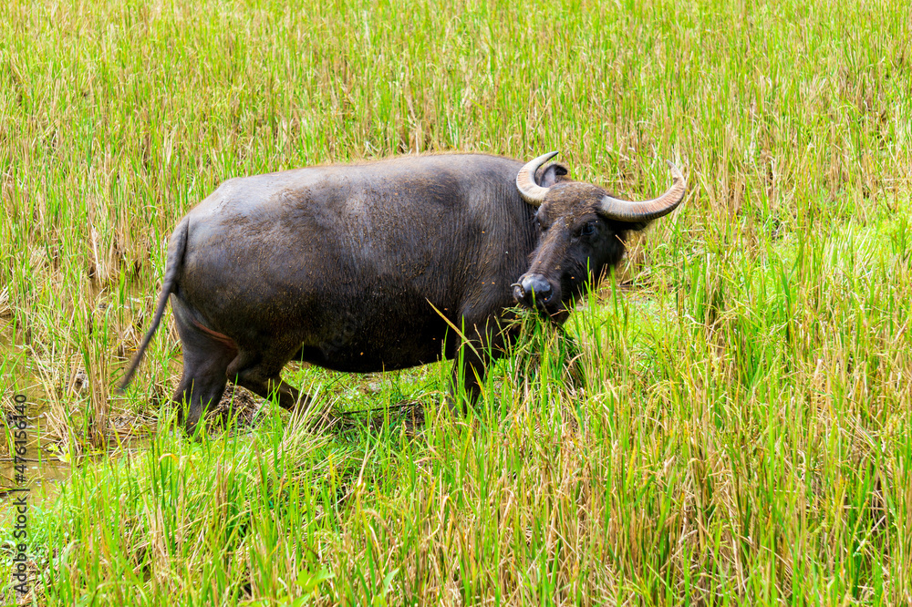 Carabao, a domestic swamp-type water buffalo (Bubalus bubalis) native ...