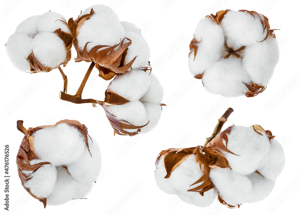 Cotton plant flower isolated on white background with clipping path and ...