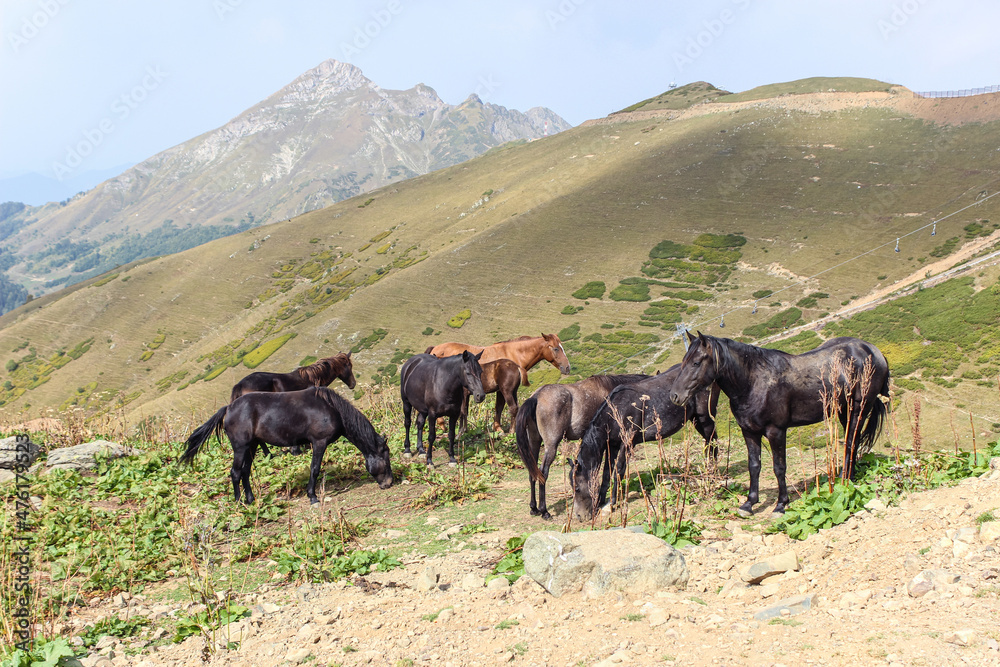 Wild horses are walking at an altitude in the mounts. Animals in their ...