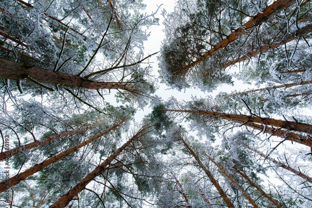 winter panorama of the forest strewn with snow. pine branches under the ... winter panorama of the forest strewn with snow. pine branches under the ...