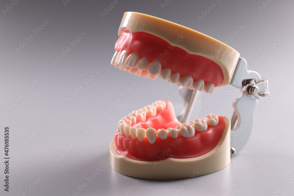 Tooth model, focus on teeth, teeth orthodontic dental model or human ...