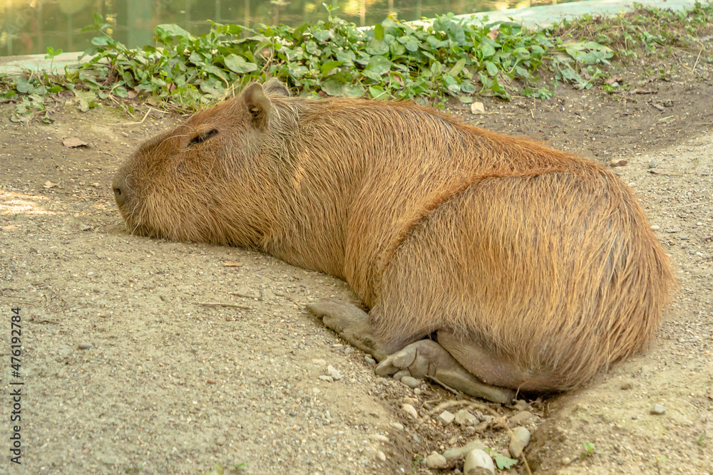 Capybara resting on the ground. Hydrochoerus hydrochaeris species ...