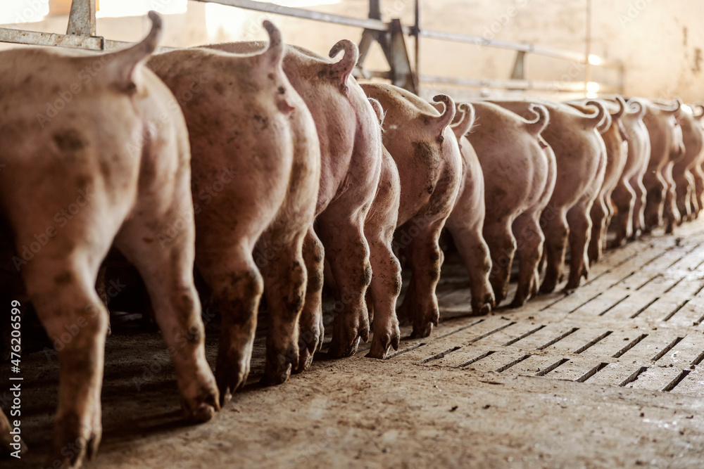 Hungry pigs eat their food. Pig butts and tails. Agriculture and ...