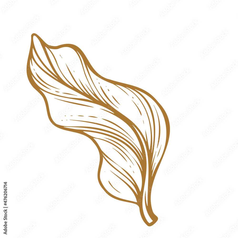 hand-drawn illustration of Hand drawn Leaf Stock Vector | Adobe Stock