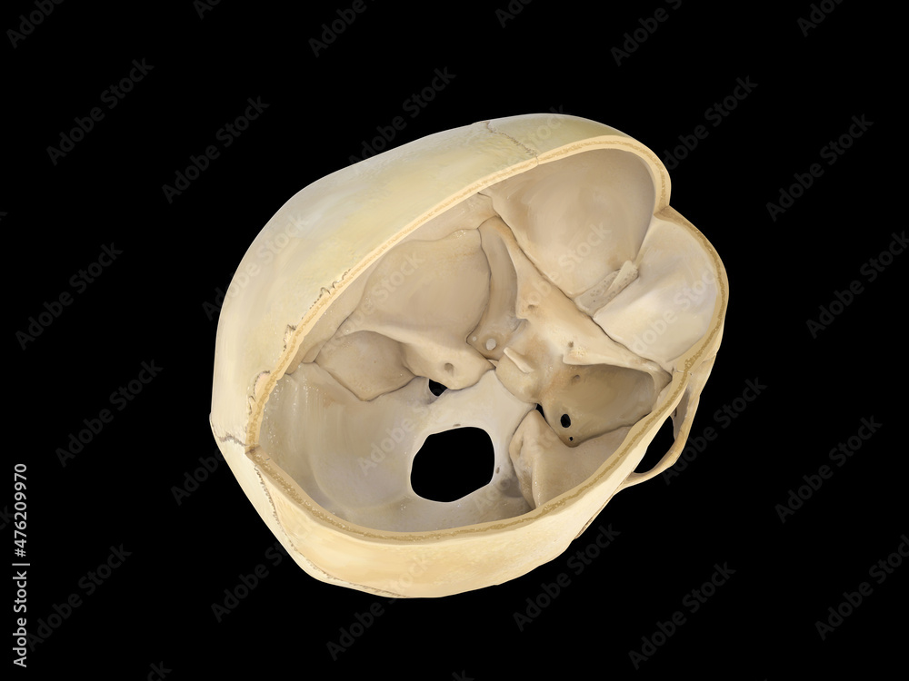 Human skull transversal cross-section view. On black background. 3d ...