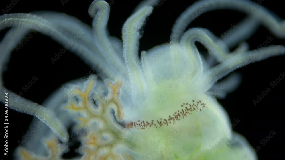 Worm Polychaeta of the family Terebellidae under the microscope has ...