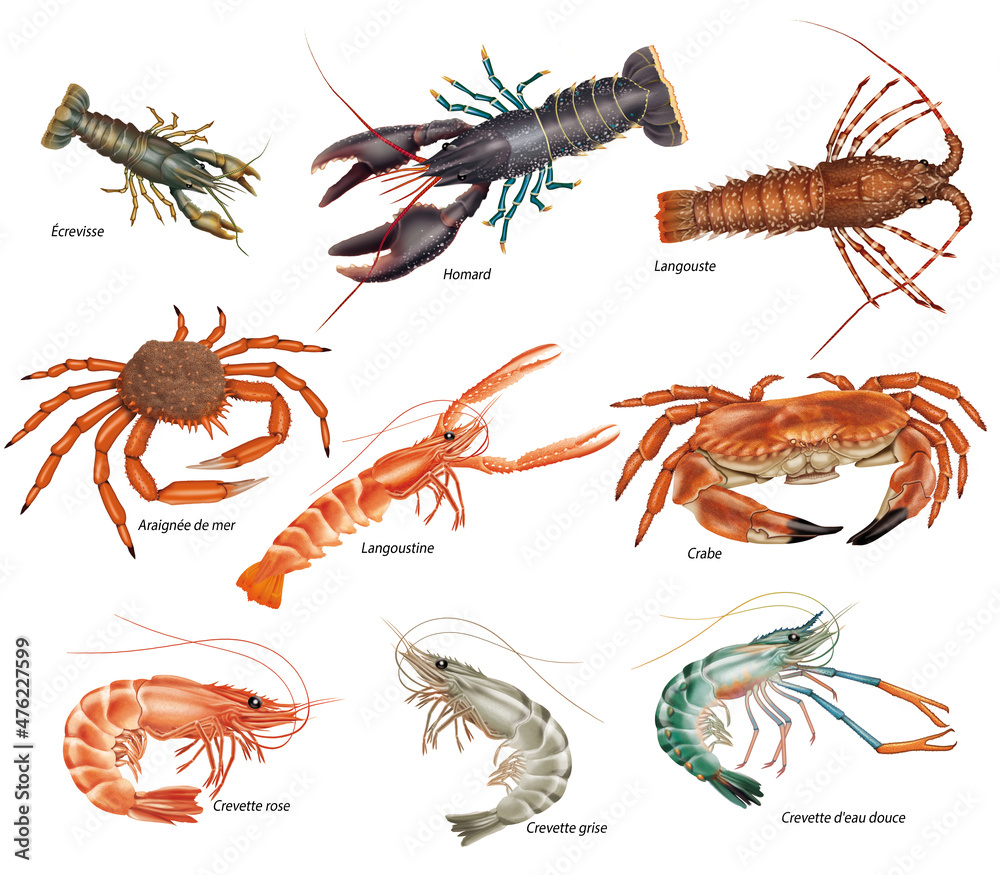 écrevisse, isolé, crevette, fruits de mer, araignée de mer, animal ...