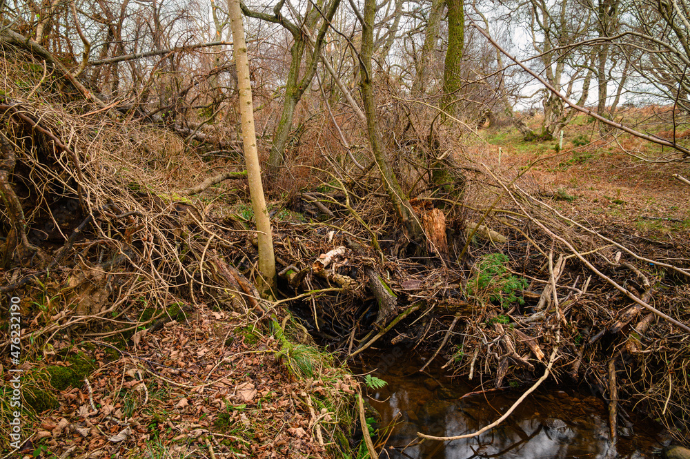 Roughting Linn Burn covered in storm debris. The small wooded valley of ...