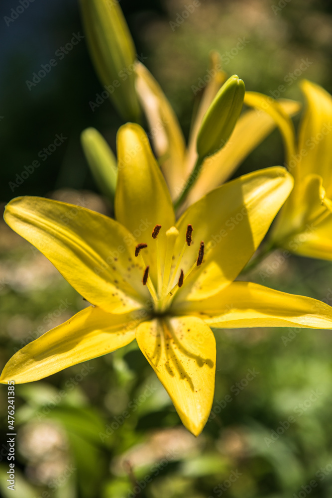 Beautiful lily flower in lily flower garden. Stock Photo | Adobe Stock