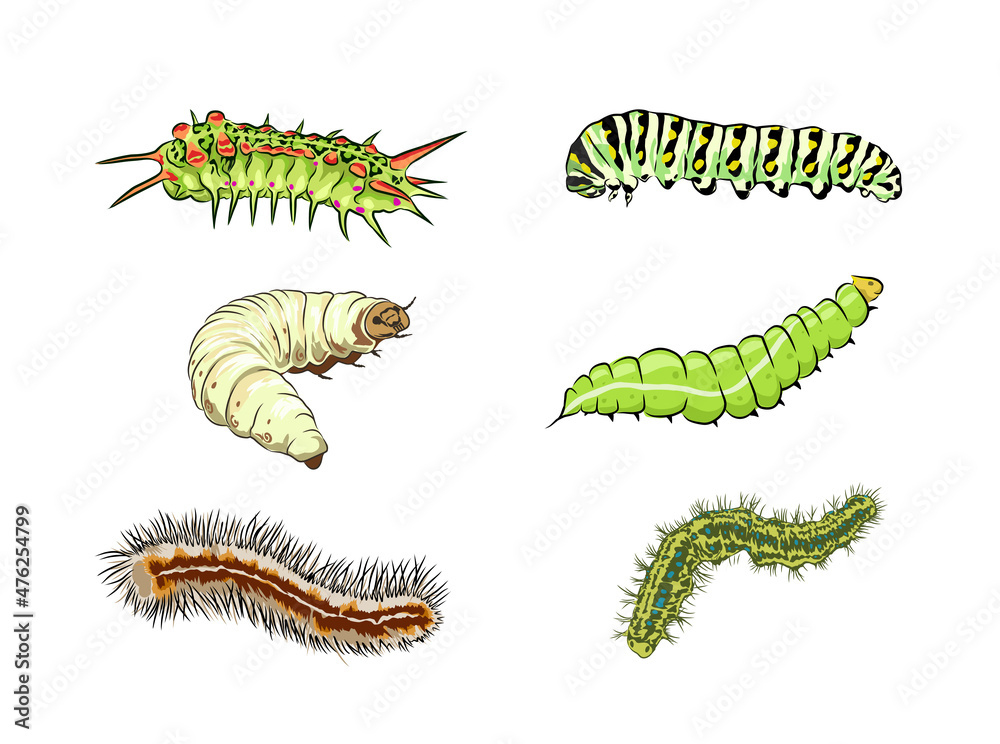 caterpillars collection, vector image Stock Vector | Adobe Stock