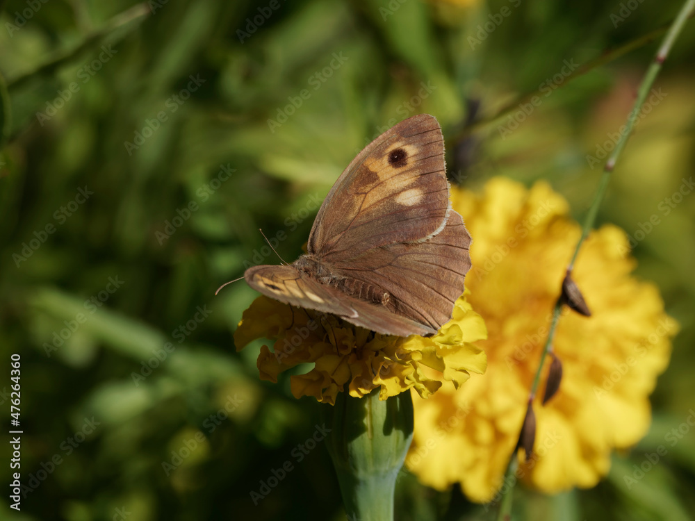 Papillon myrtil ou maniola jurtina. Papillon satyridae avec ocelles aux ...