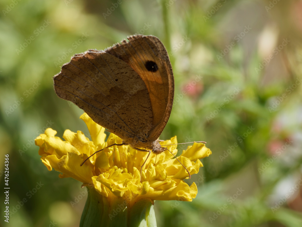 Papillon myrtil ou maniola jurtina. Papillon satyridae avec ocelles aux ...