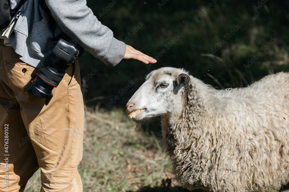 A man feeds a sheep with bread from his hands. A large portrait of ...