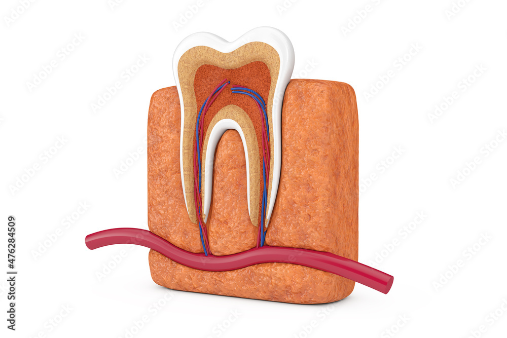 Anatomy and Structure of Human Tooth. 3d Rendering Stock Illustration ...