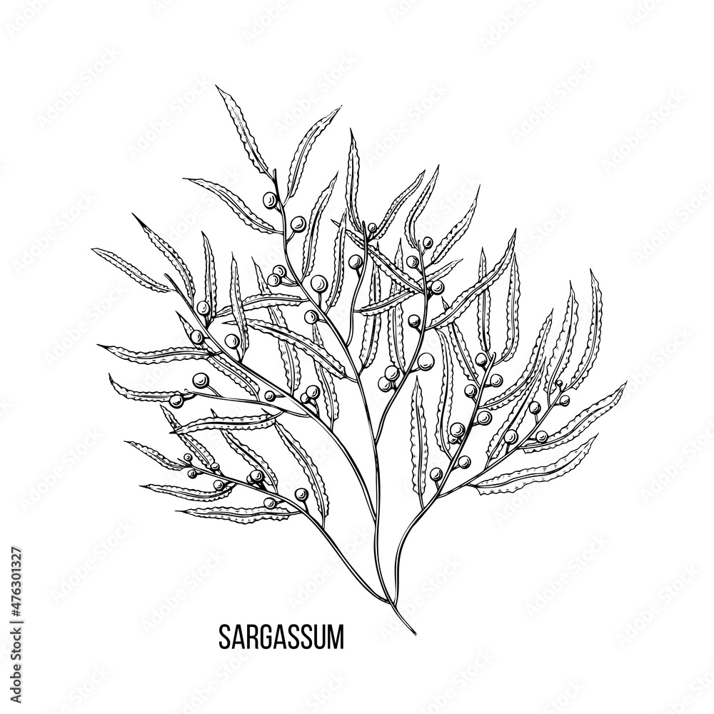 Vintage doodle illustration with black sargassum algae sketch. Vector ...