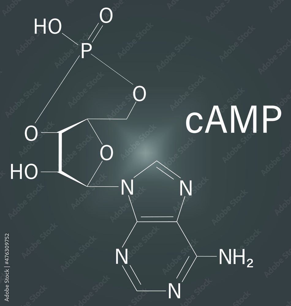 Cyclic adenosine monophosphate or cAMP second messenger molecule. Plays ...