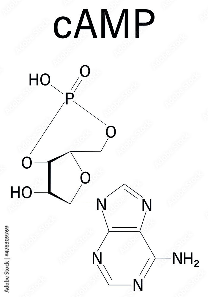 Cyclic adenosine monophosphate or cAMP second messenger molecule. Plays ...