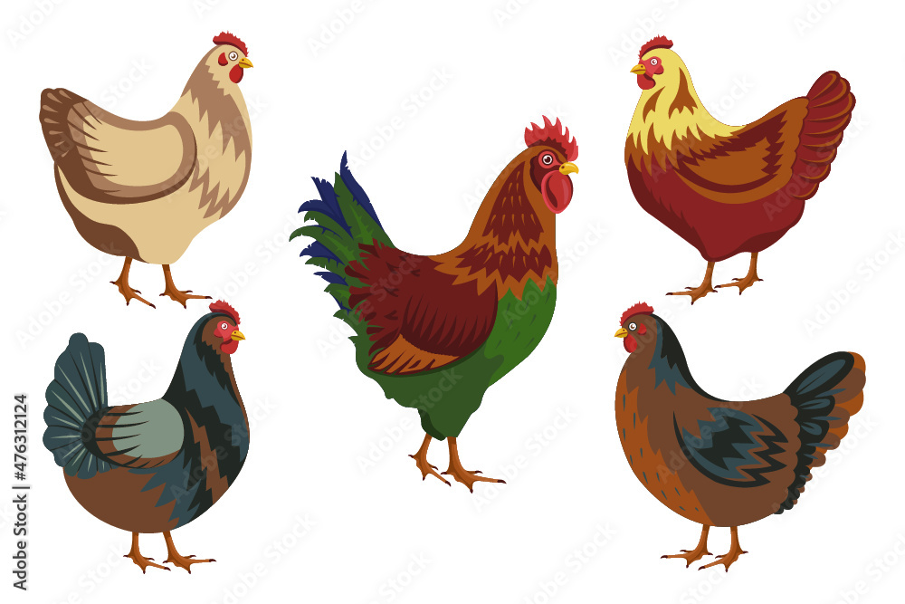 Chicken birds collection. Set of poultry clip. Vector illustrations of ...