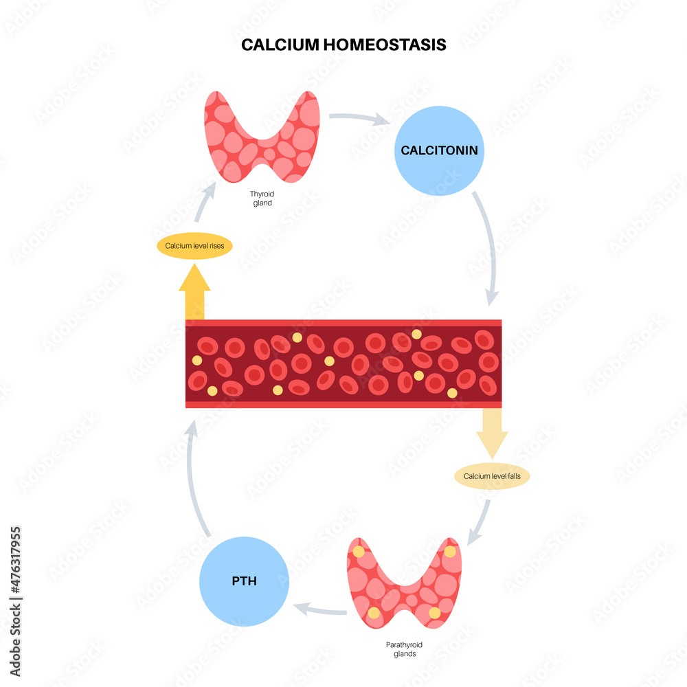 calcium homeostasis diagram Stock Vector | Adobe Stock