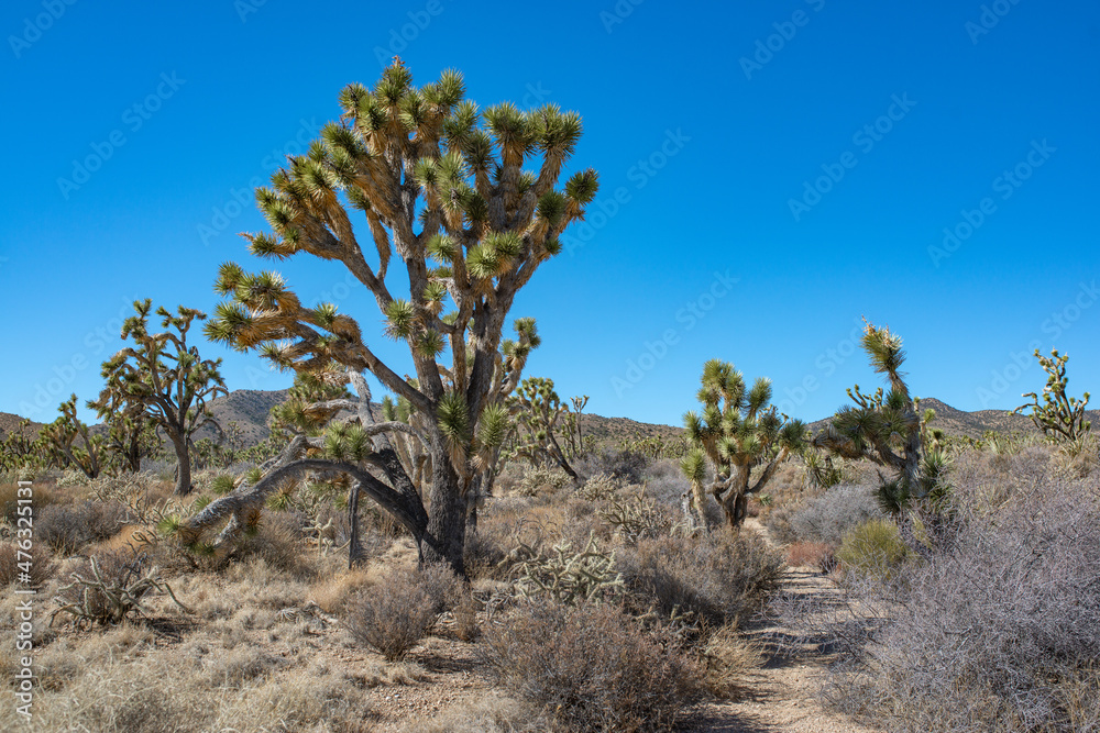 Eastern Joshua Trees (Yucca brevifolia var. jaegeriana) are famous ...