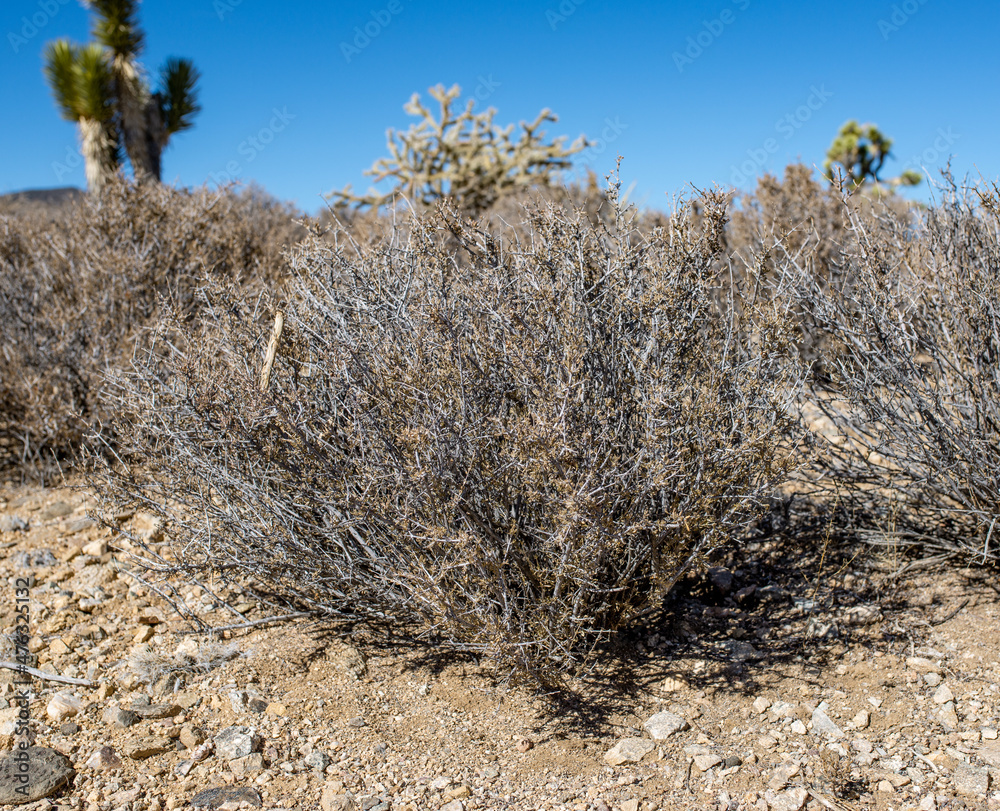 Blackbrush (Coleogyne ramosissima) is a long lived shrub that dominates ...
