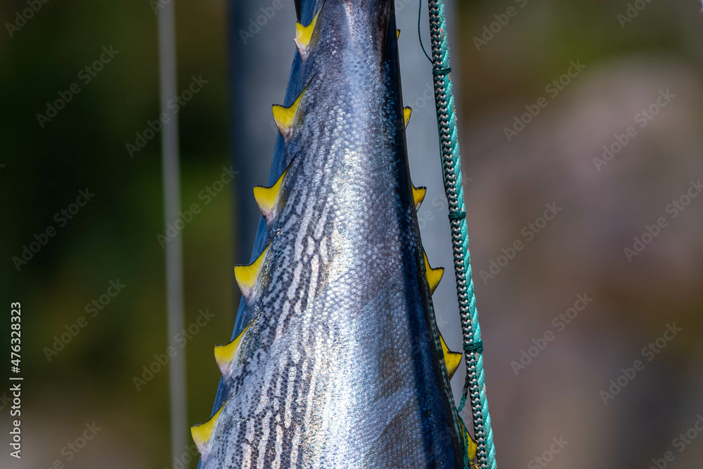 Fotografia do Stock: A large Atlantic bluefin tuna, common tunny, hangs ...