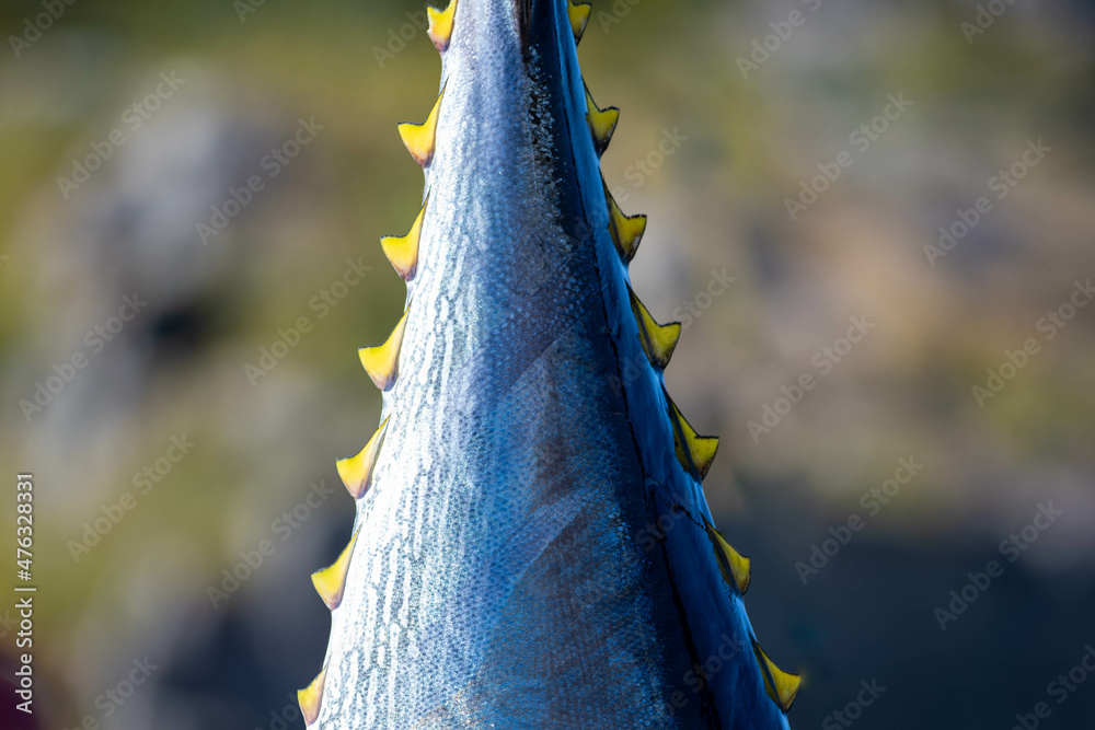 A large Atlantic bluefin tuna, common tunny, hangs in a fish market by ...
