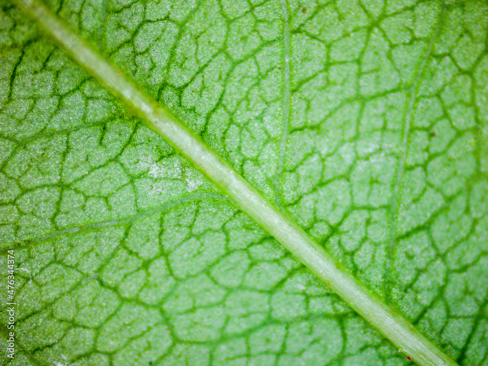 Green leaf detail with textures. Photography made with a digital ...