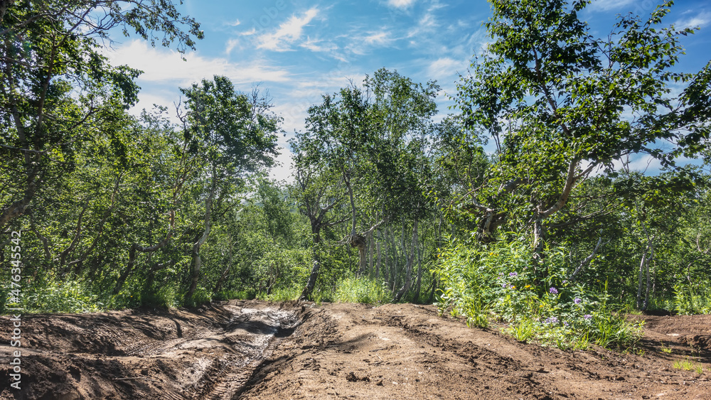 Dirt road in the forest. There are deep ruts on the clay, traces of car ...