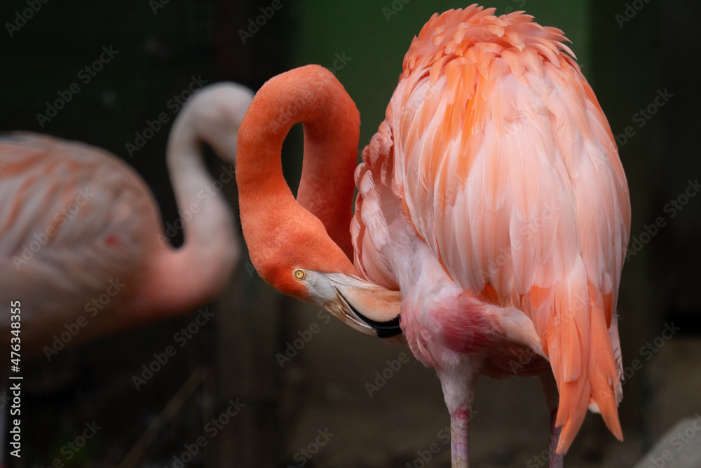 Flamenco Chileno, o flamenco austral. Phoenicopterus chilensis. habita ...