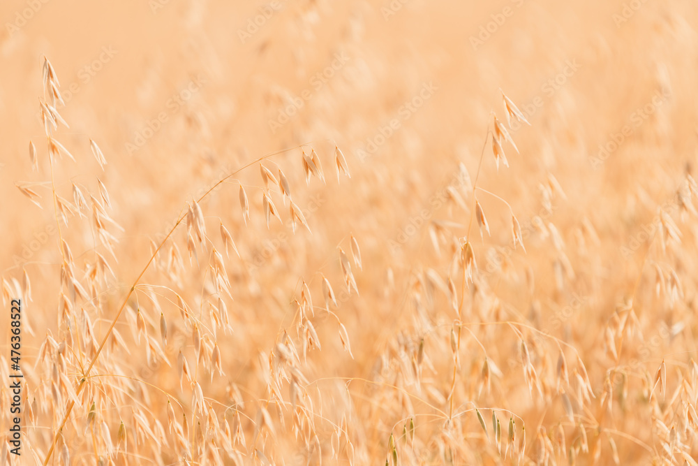 Ripe oat crops in field ready for harvest Stock Photo | Adobe Stock