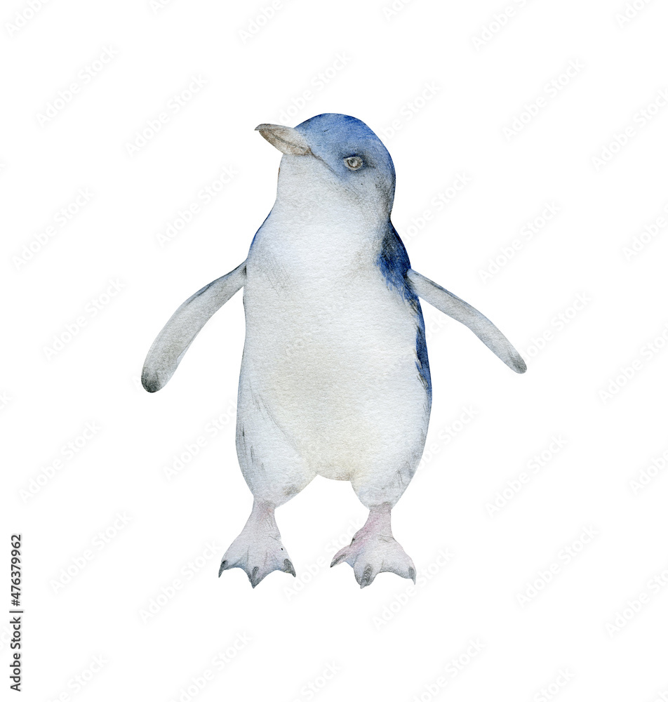 Hand-drawn watercolor blue little penguin illustration isolated on ...