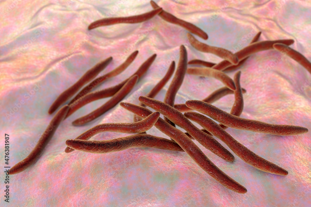 Fusobacterium, 3D illustration. An oral bacterium that causes ...