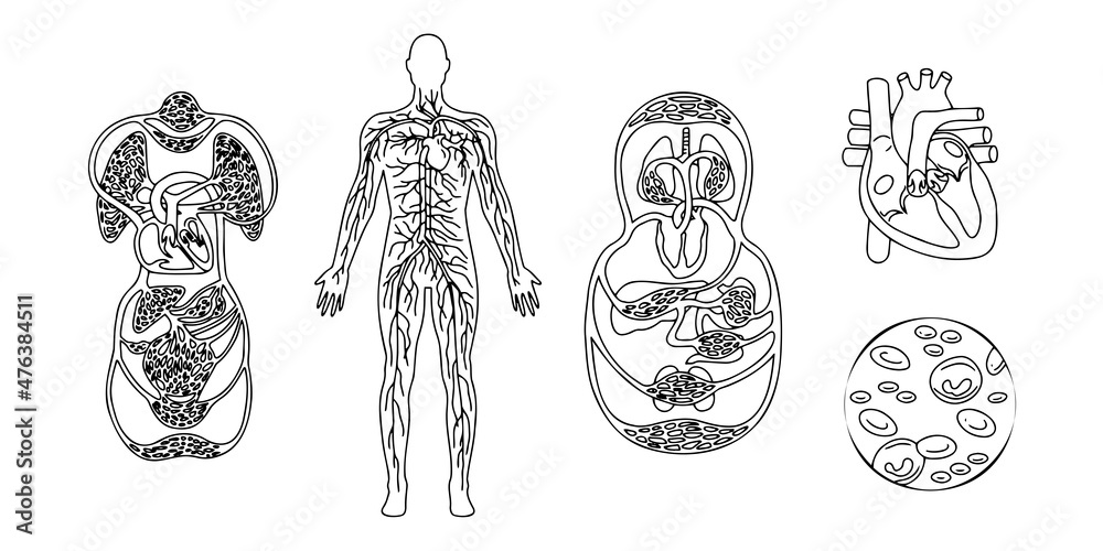 Circulatory System Coloring Page