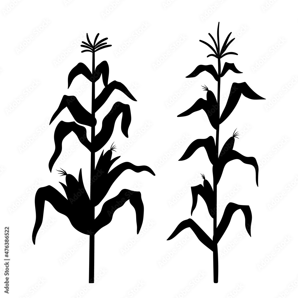 Corn Vector Black And White