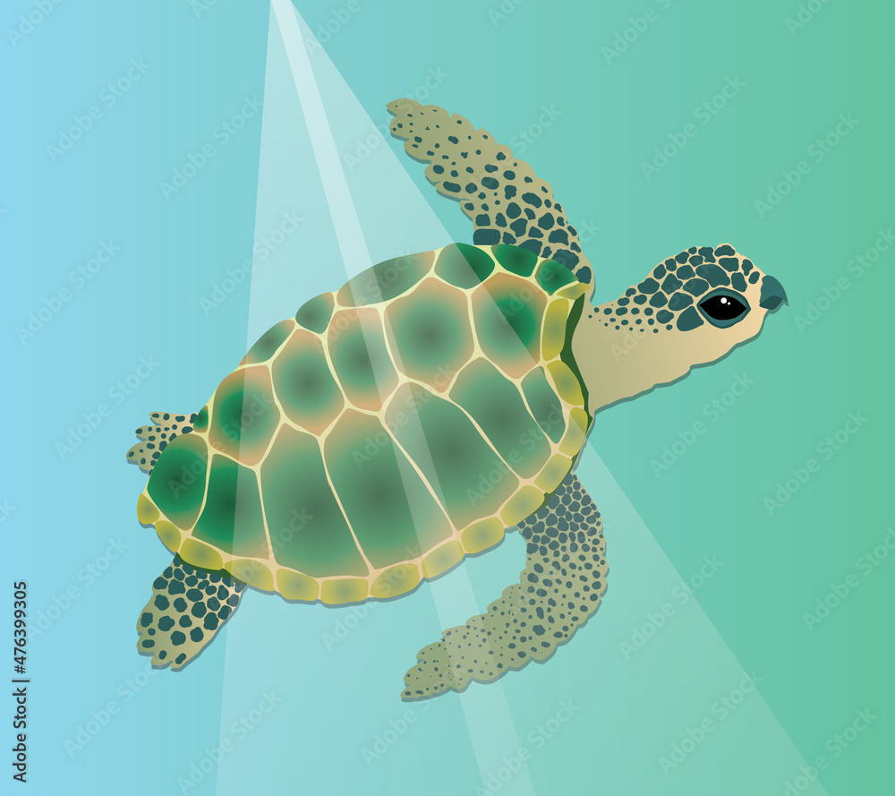 A vector illustration of a sea turtle swimming underwater. The reptile ...