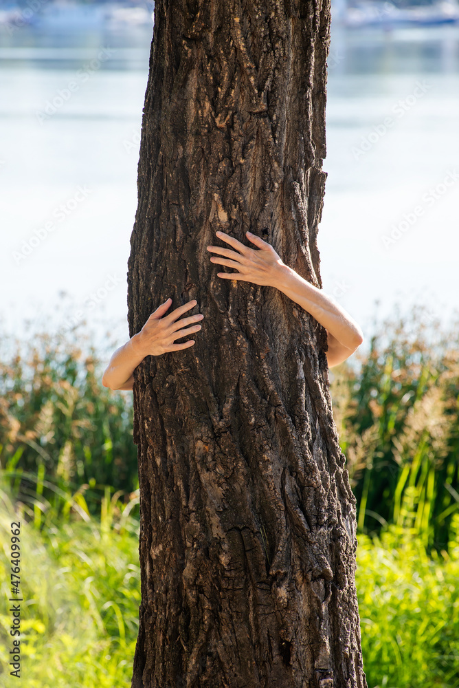 An environmentalist woman is embracing a poplar tree to demonstrate is ...