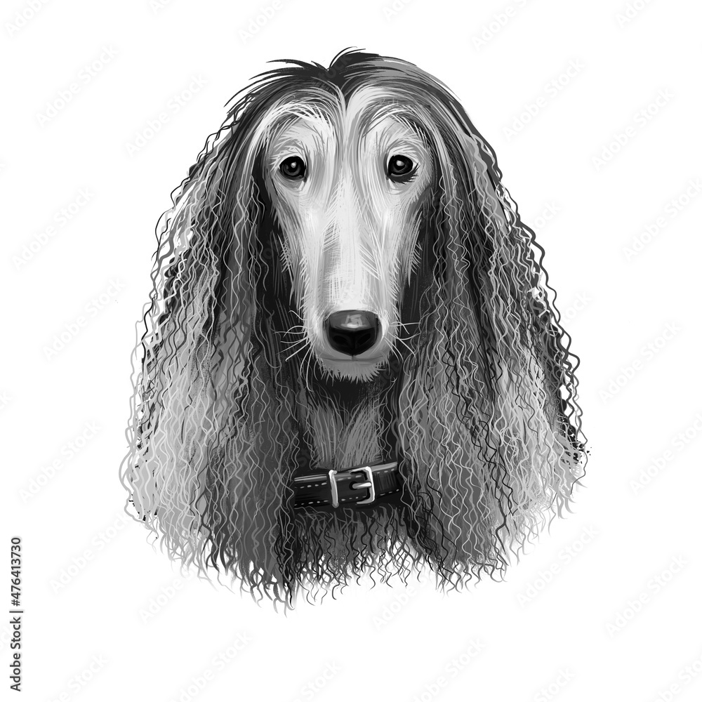 Afghan Hound breed digital art illustration isolated on white black and ...