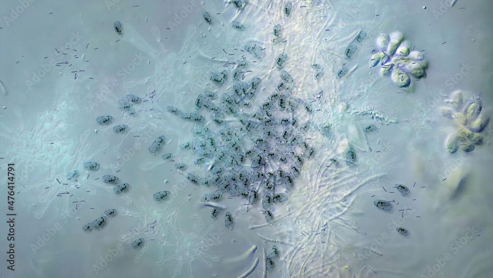 3d illustration - Viruses under microscope. Bacteria virus Stock ...