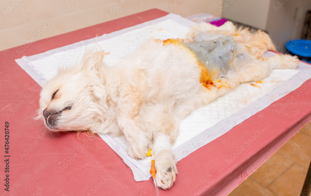 Veterinary clinic, a surgeon doctor performs an operation to remove ...