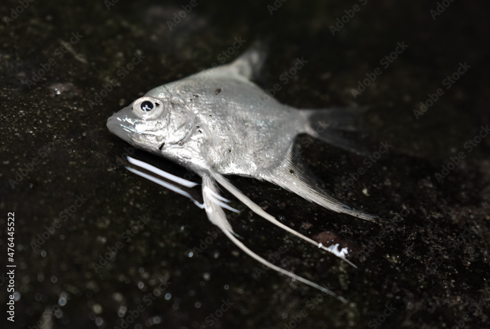 Silvery angel fish died. Aquarium fish dead. Animal abuse. Stock Photo ...