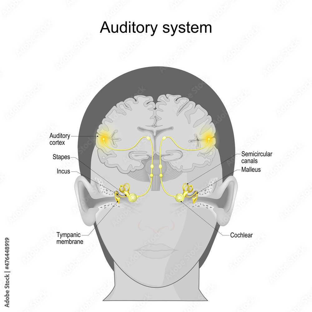 Poster auditory system. sensory system. human ear anatomy – Wall Art ...